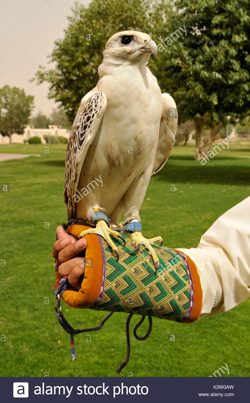 Falcon On Arm High Resolution Stock Photography and Images - Alamy
