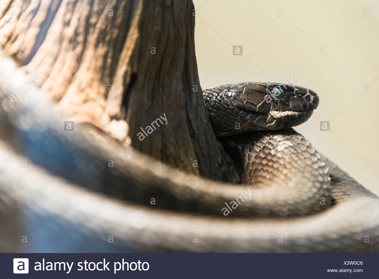 Black Mouthed Mambas High Resolution Stock Photography and Images - Alamy