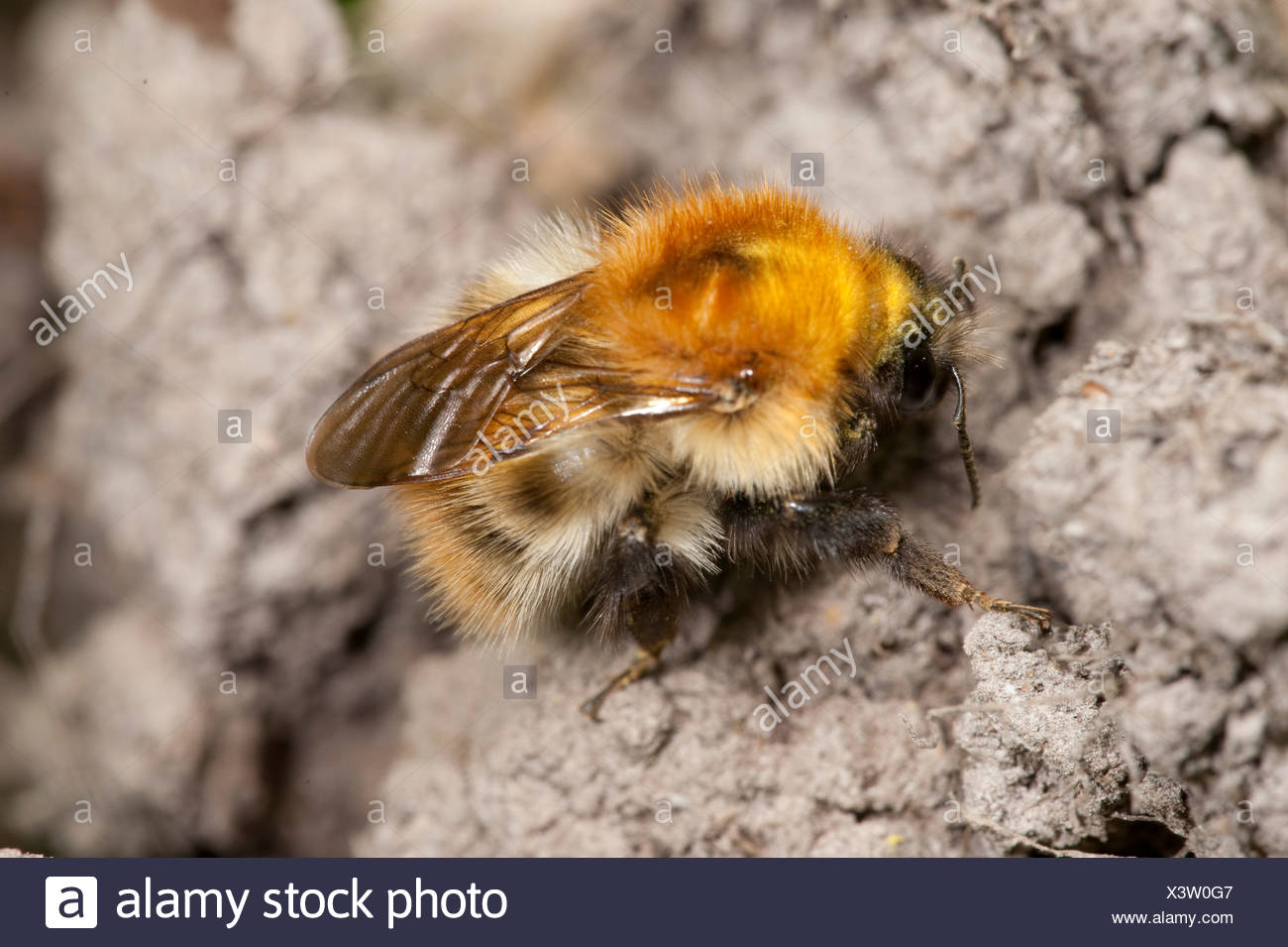 Common Ginger High Resolution Stock Photography and Images - Alamy
