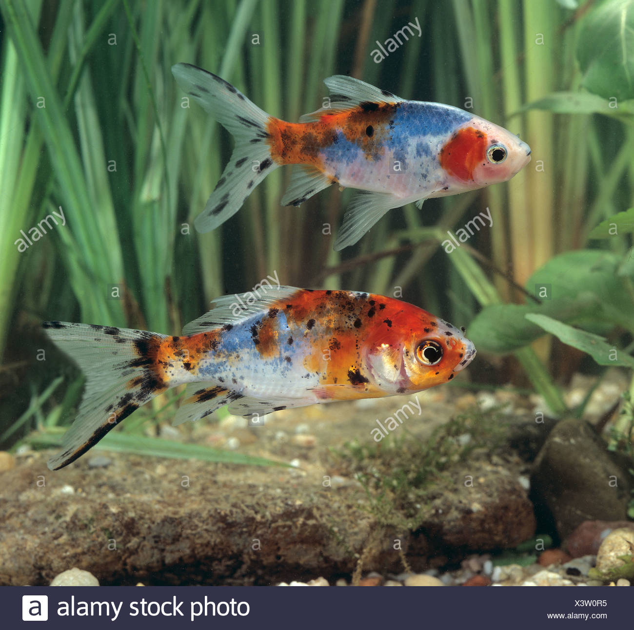 Shubunkin Goldfish Stock Photos & Shubunkin Goldfish Stock Images - Alamy