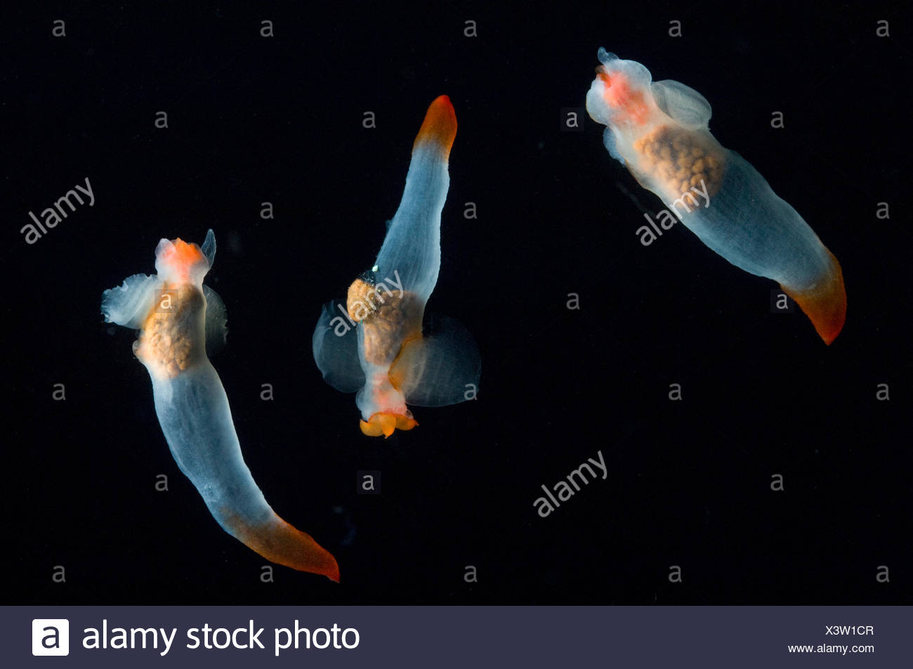Molluscs Mollusks High Resolution Stock Photography and Images - Alamy