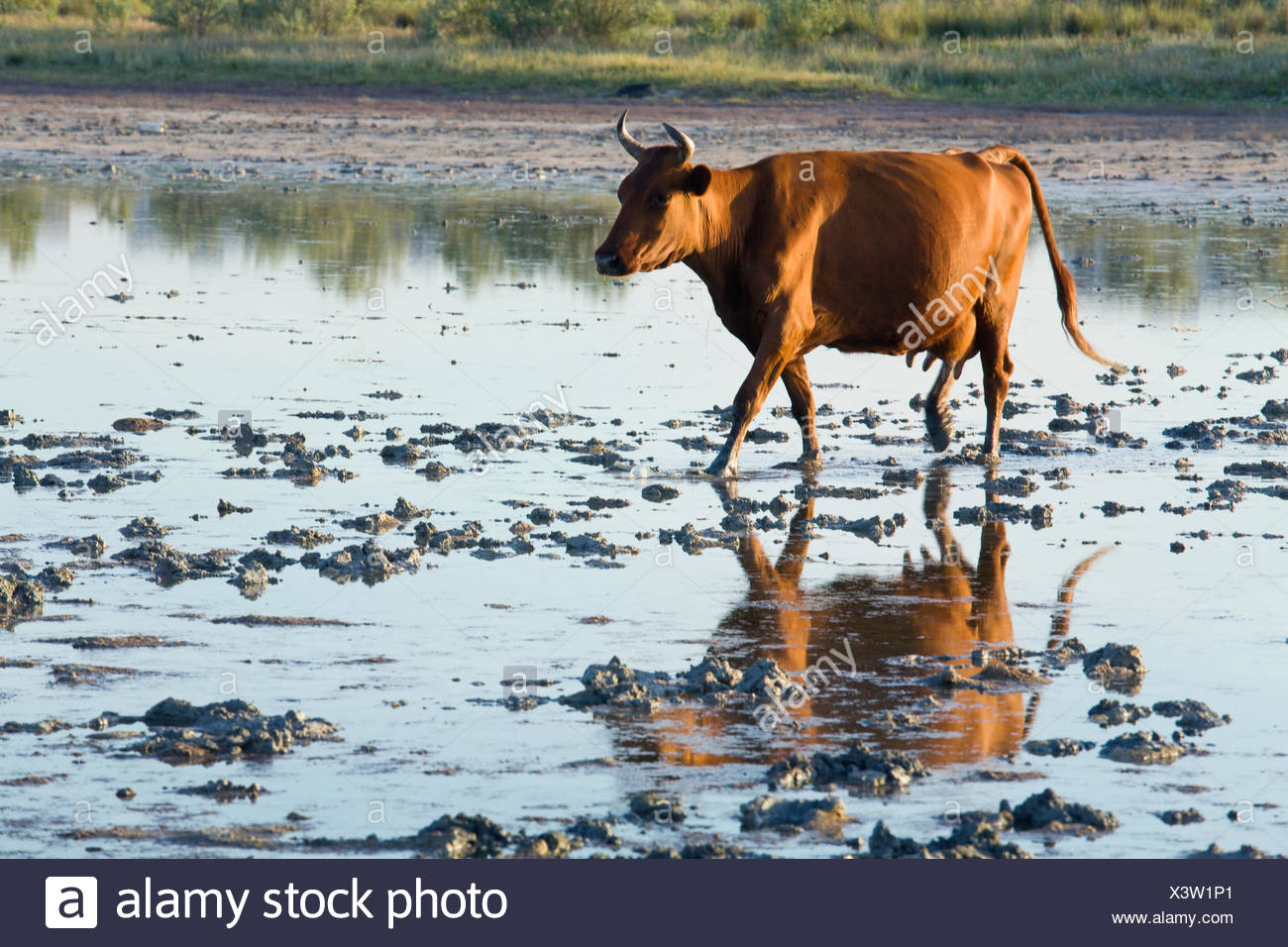 Swamp Cow High Resolution Stock Photography and Images - Alamy