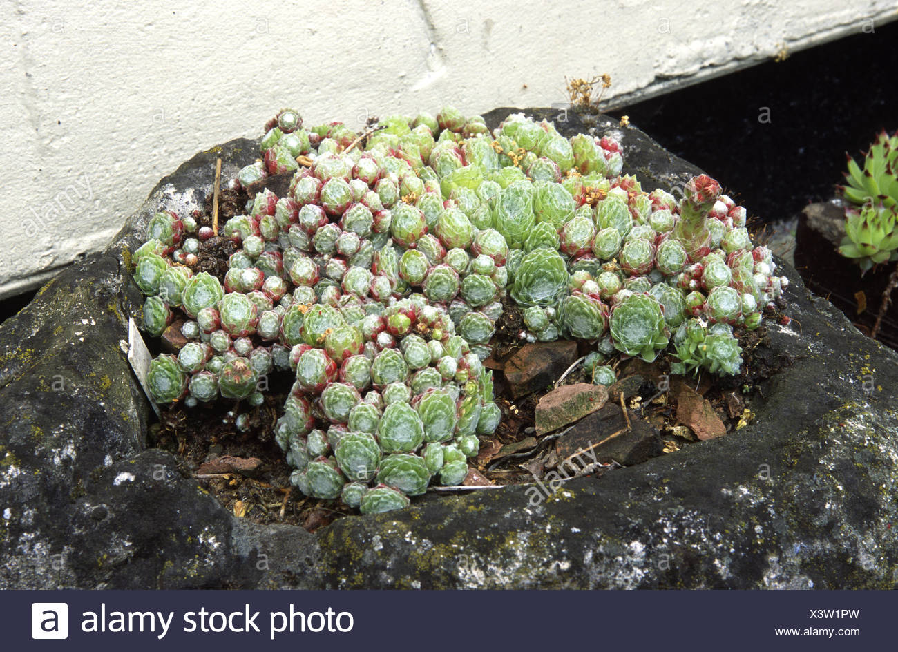 Arachnoides Stock Photos & Arachnoides Stock Images - Alamy