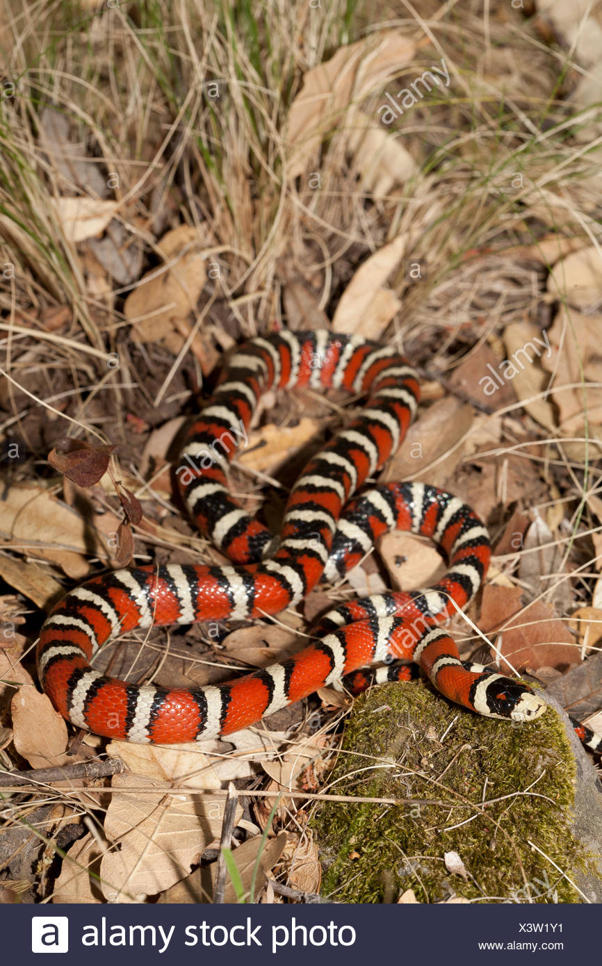 Sonoran Mountain Kingsnakes High Resolution Stock Photography and ...