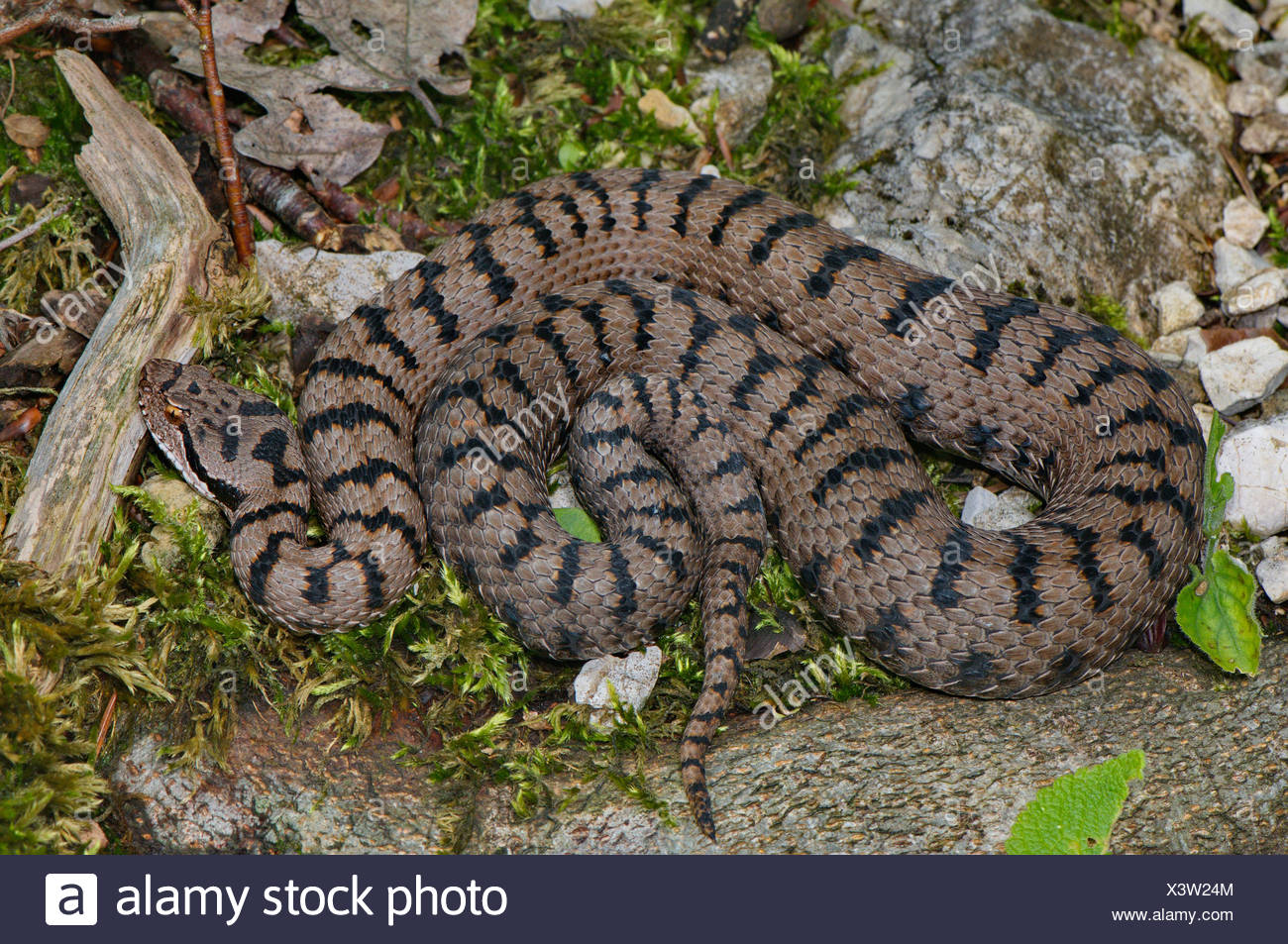 Asp Vipers Stock Photos & Asp Vipers Stock Images - Alamy