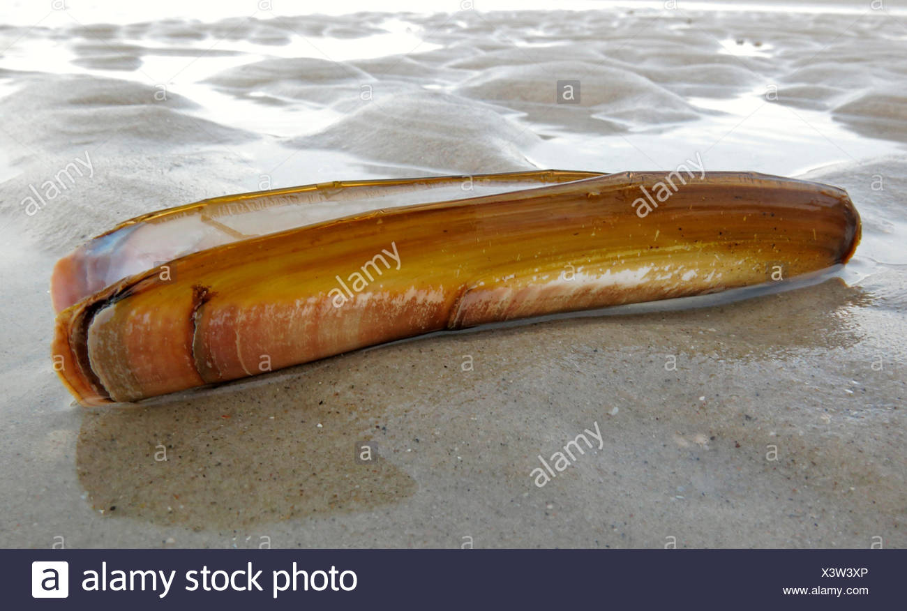 Razor Shell Ensis High Resolution Stock Photography and Images - Alamy