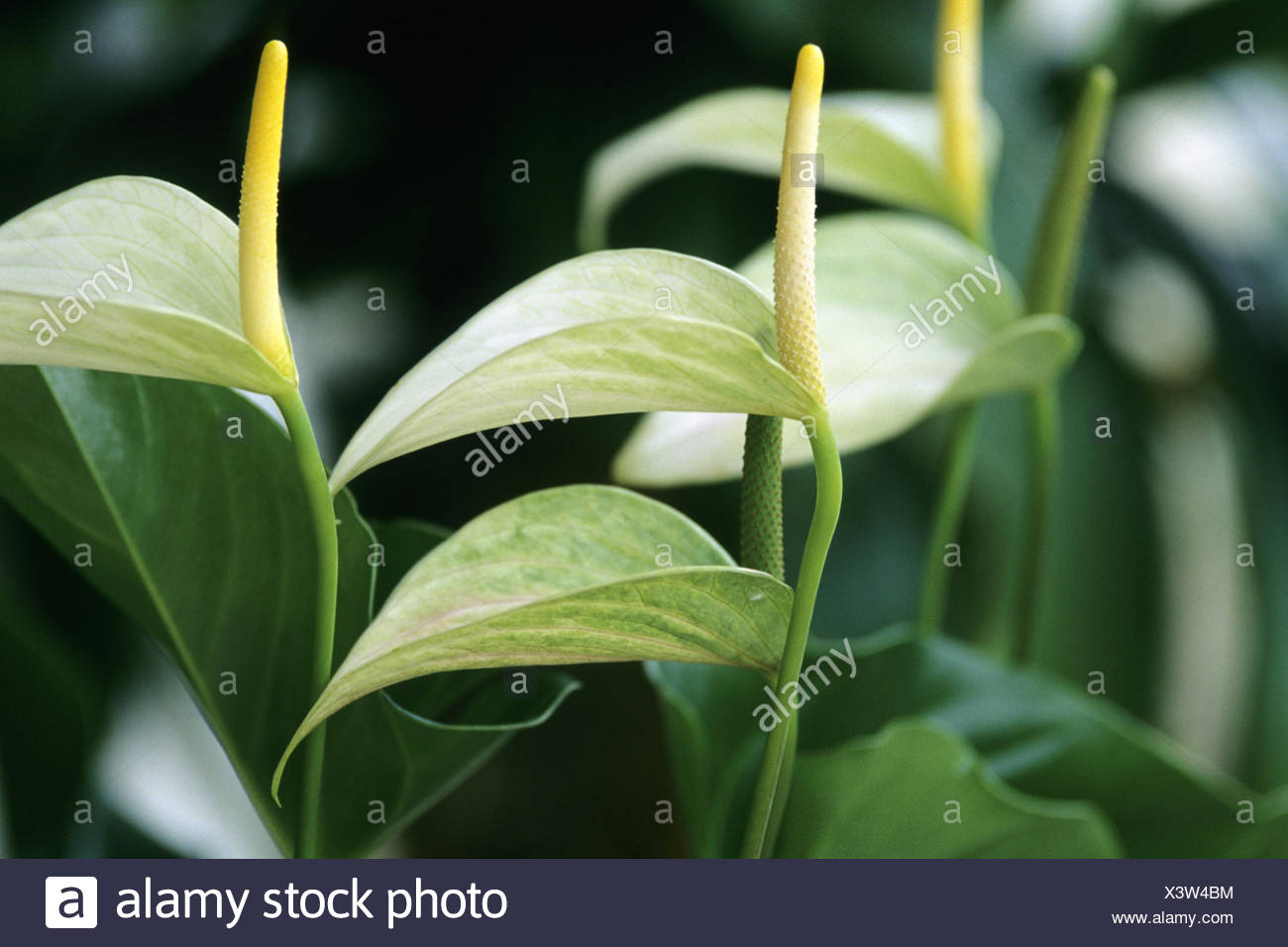 Anthurium Princess Alexia Pearl High Resolution Stock Photography and ...