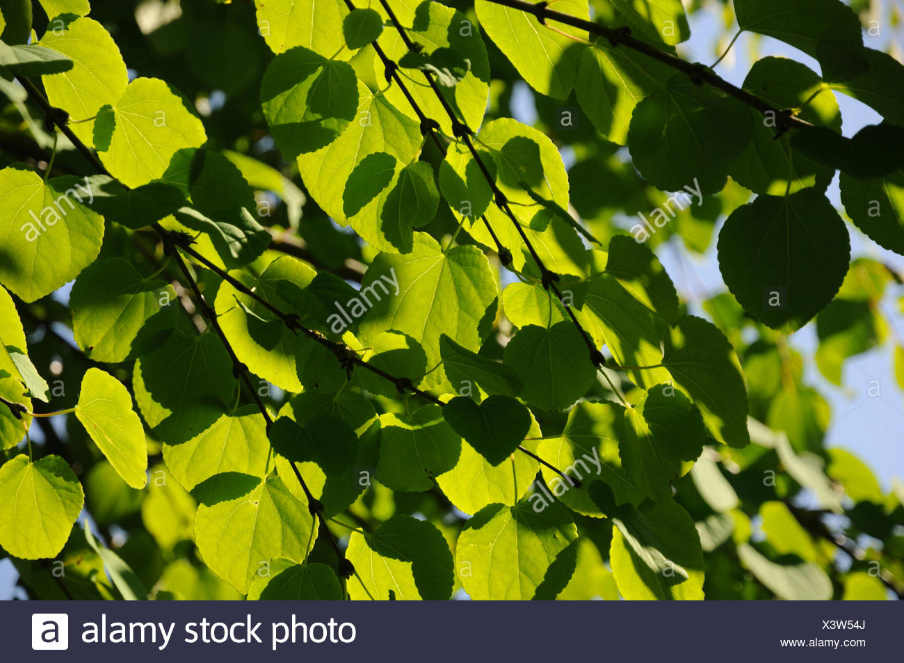 Katsura Tree Stock Photos & Katsura Tree Stock Images - Alamy