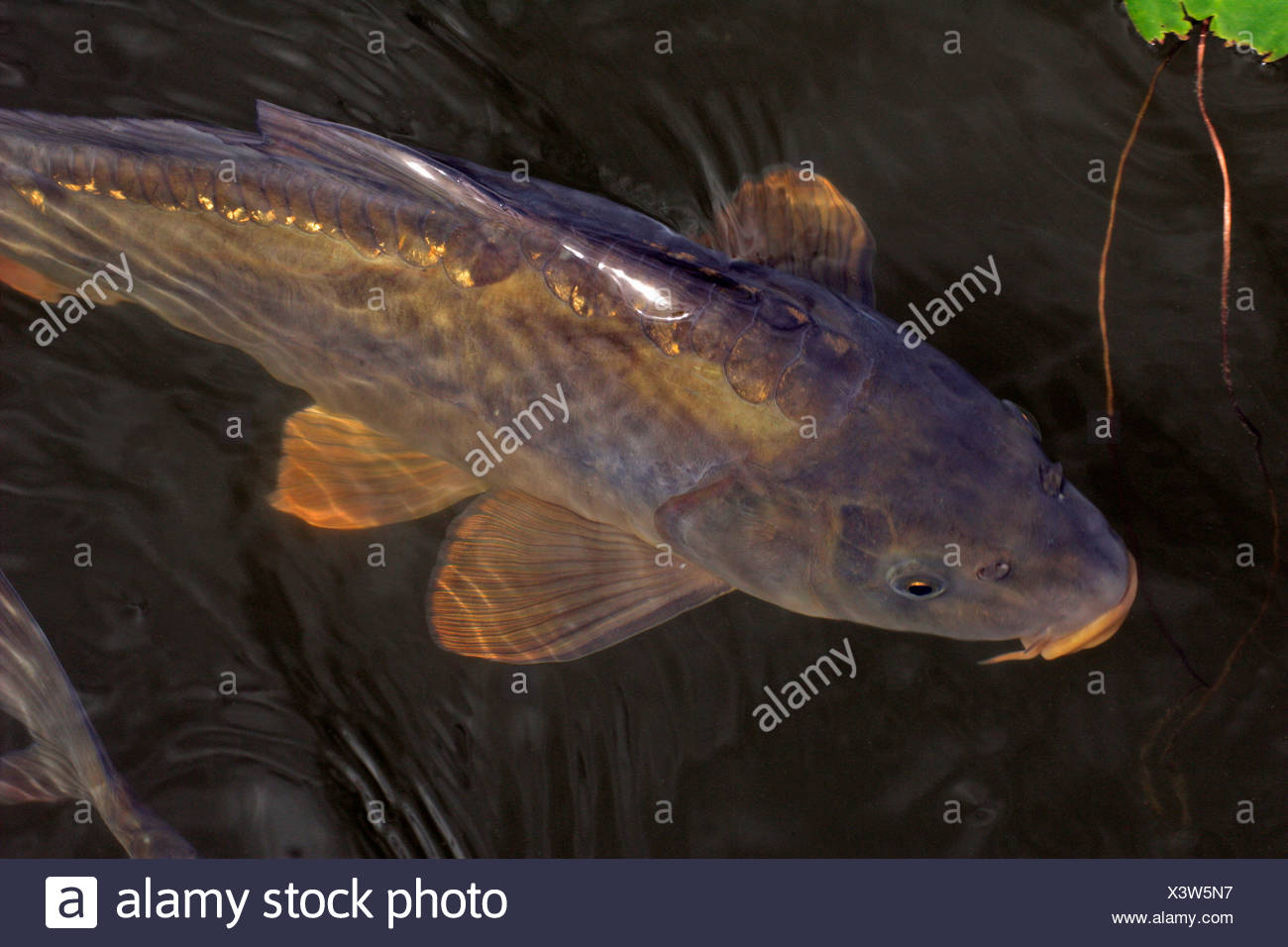 Common Carp High Resolution Stock Photography and Images - Alamy
