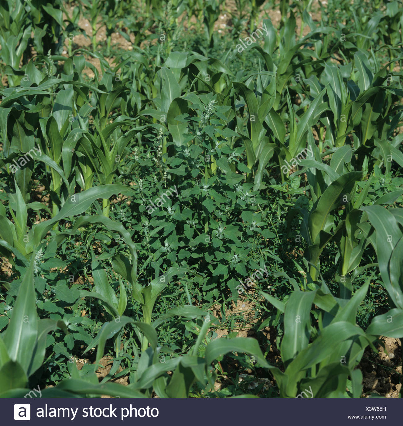 Fat Hen Weed High Resolution Stock Photography and Images - Alamy