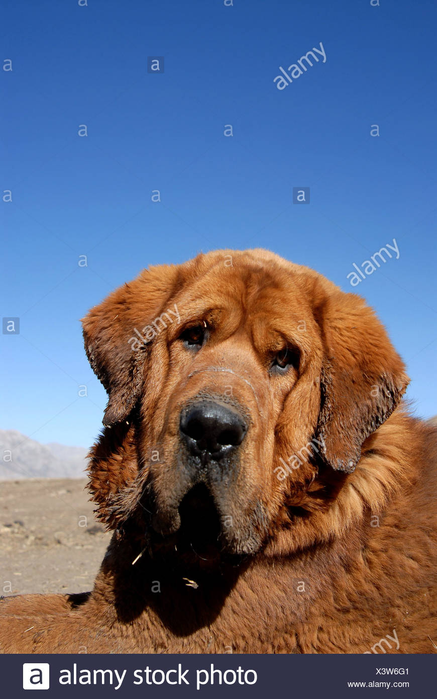 Tibetan Mastiff Stock Photos & Tibetan Mastiff Stock Images - Alamy