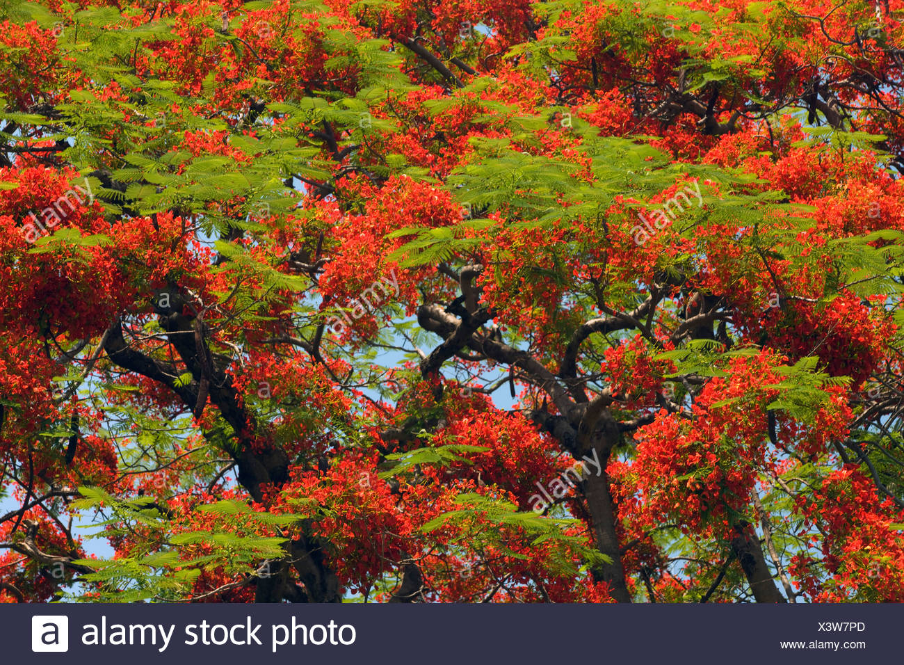 Blooming Flamboyant Tree High Resolution Stock Photography and Images ...