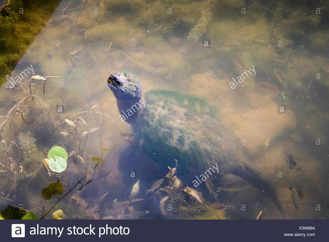 Snapping Turtles In Water High Resolution Stock Photography and Images ...
