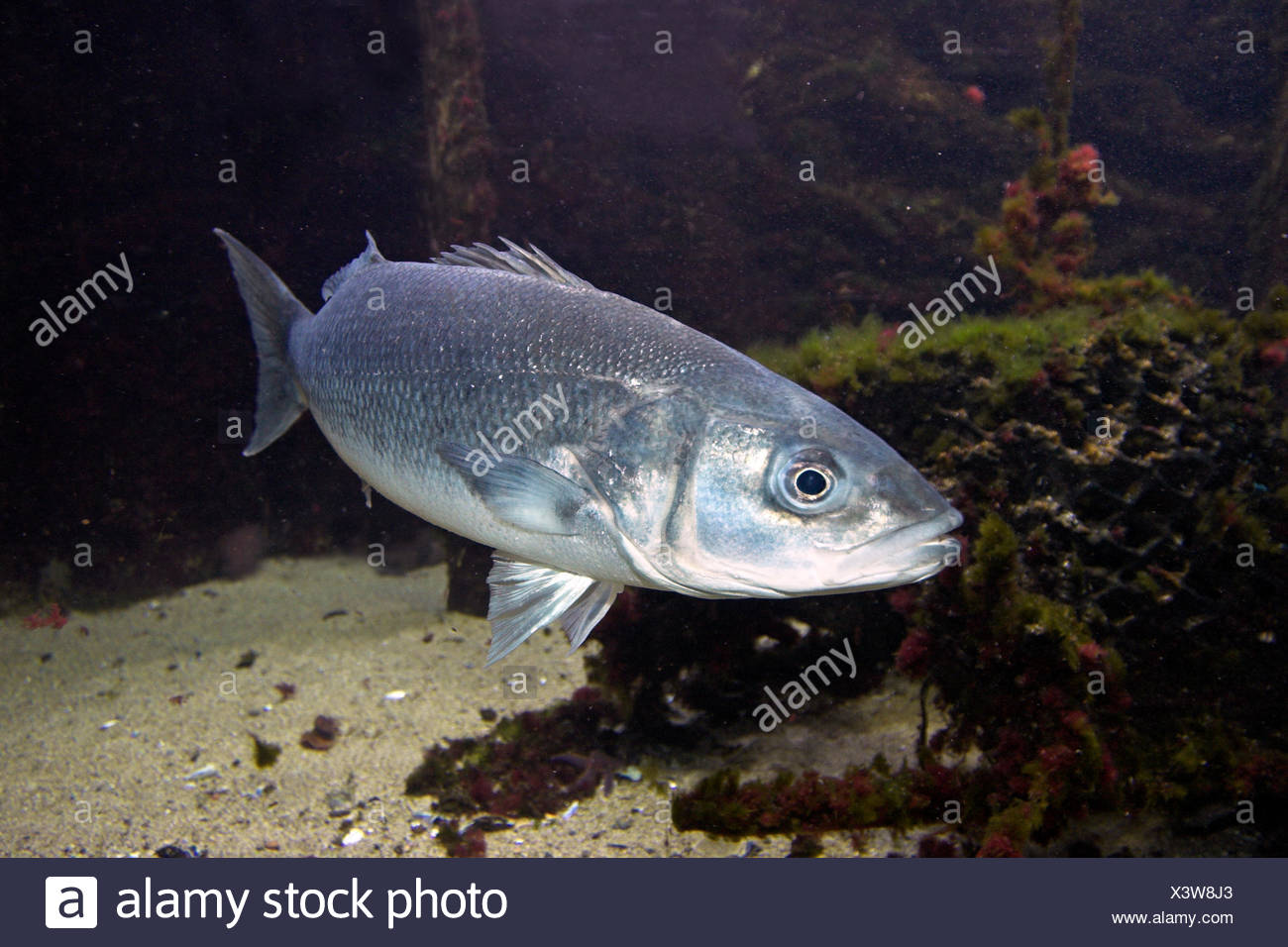 Seabass Swimming High Resolution Stock Photography and Images - Alamy
