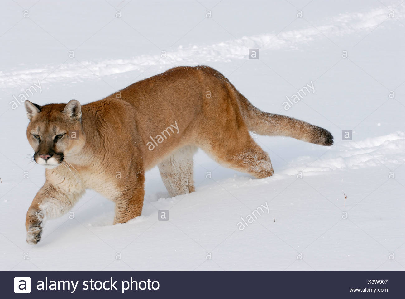 Minnesota Mountain Lions High Resolution Stock Photography and Images ...