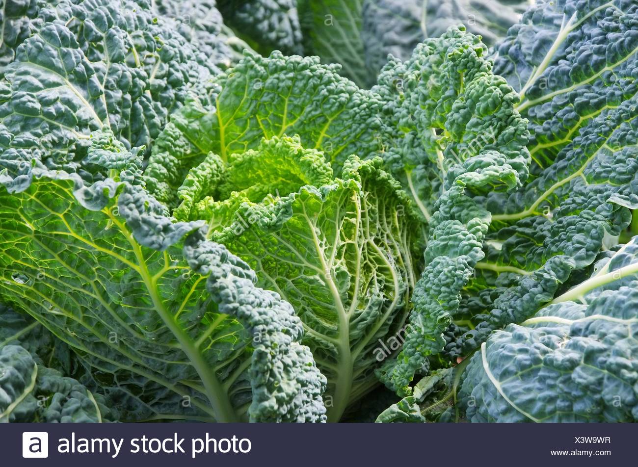 Wirsingkohl Stock Photos & Wirsingkohl Stock Images - Alamy