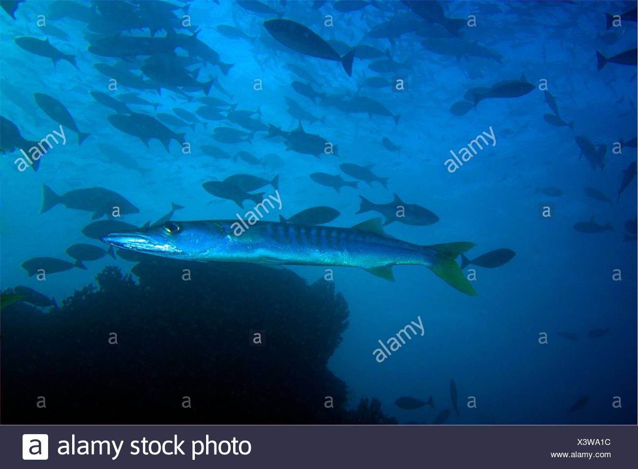 Schools Of Barracuda High Resolution Stock Photography and Images - Alamy