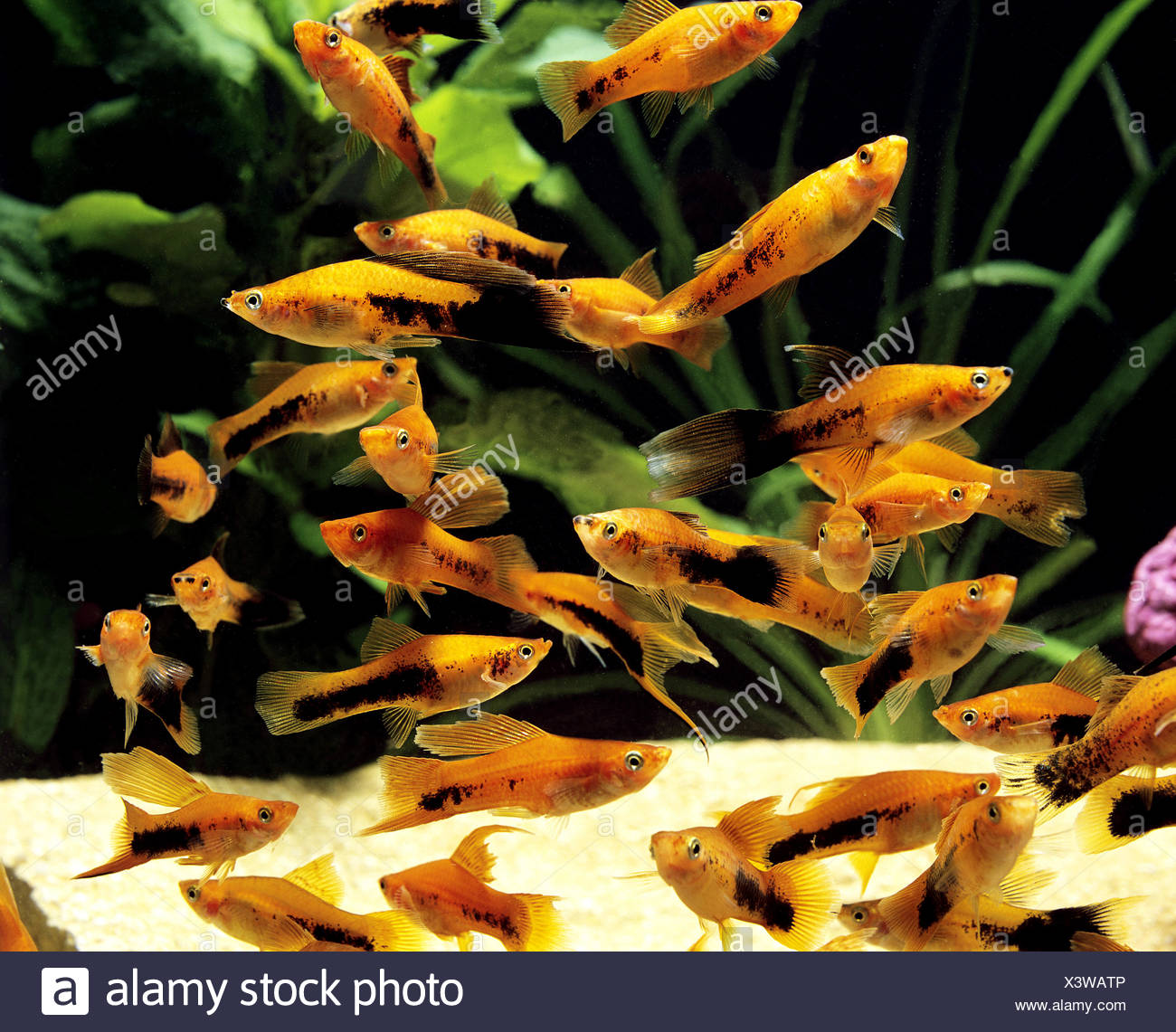 Swordtails High Resolution Stock Photography and Images - Alamy
