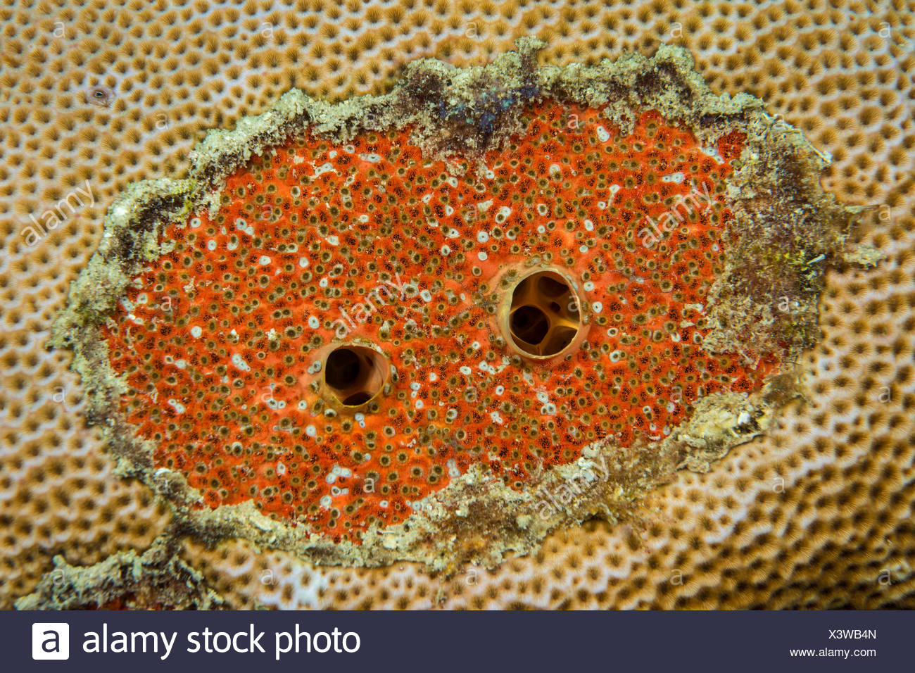 Yellow Boring Sponge Sulfur Sponge Cliona Celata Stock