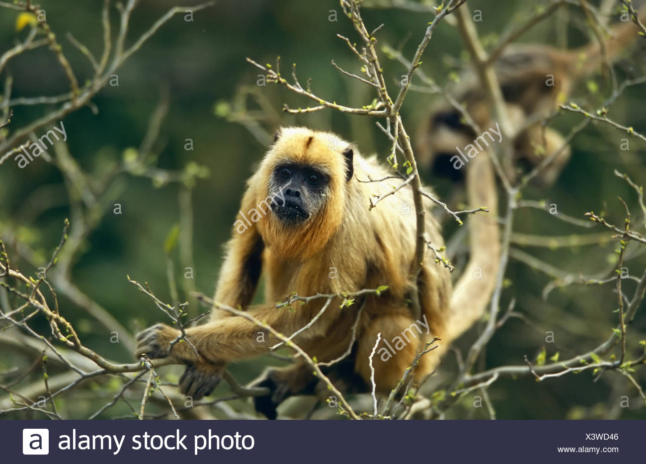 Alouates High Resolution Stock Photography and Images - Alamy