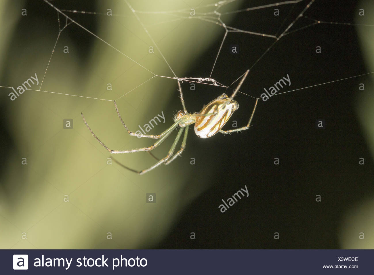 Hairy Spider Body High Resolution Stock Photography and Images - Alamy