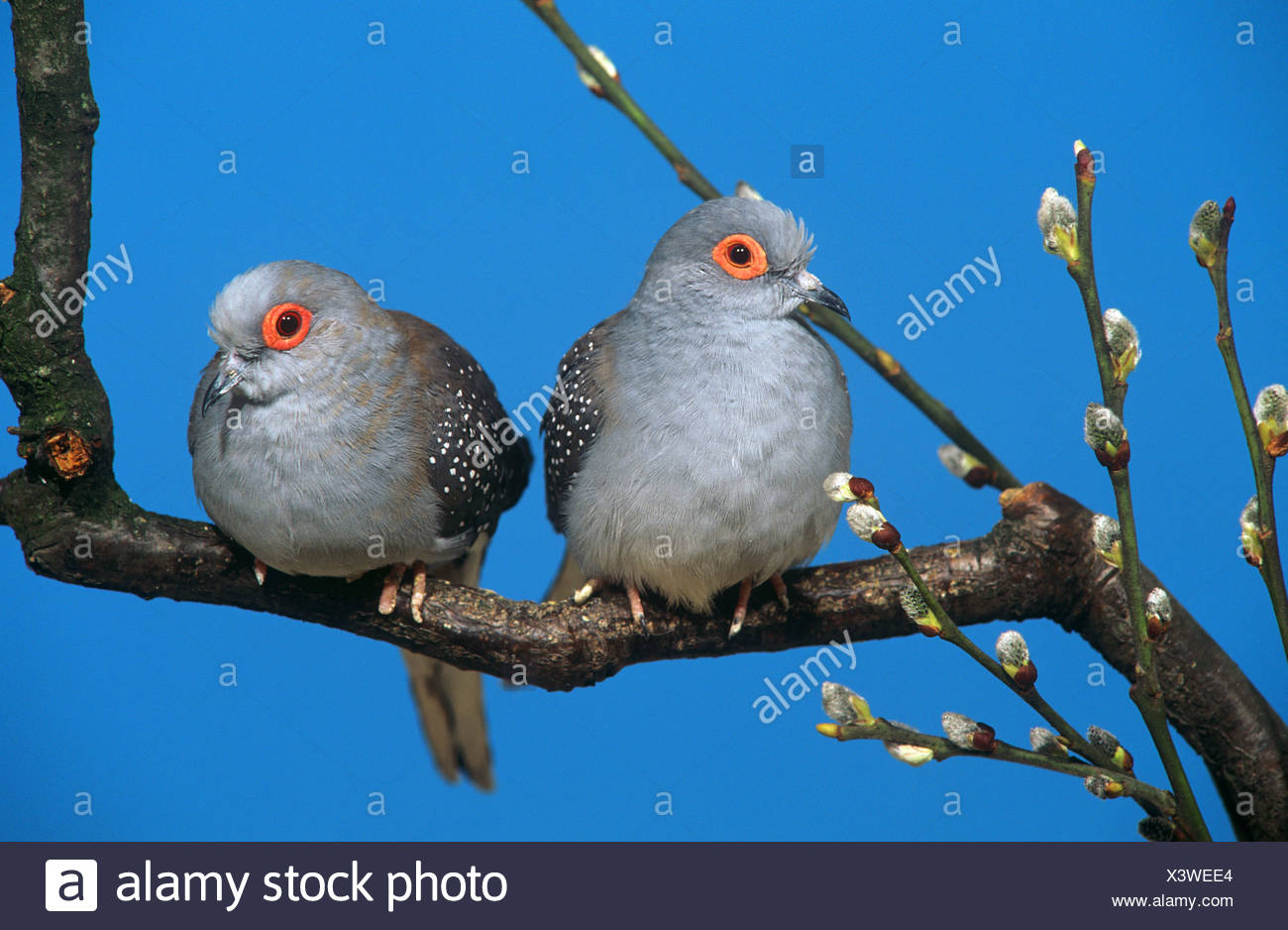 Diamond Doves High Resolution Stock Photography and Images - Alamy