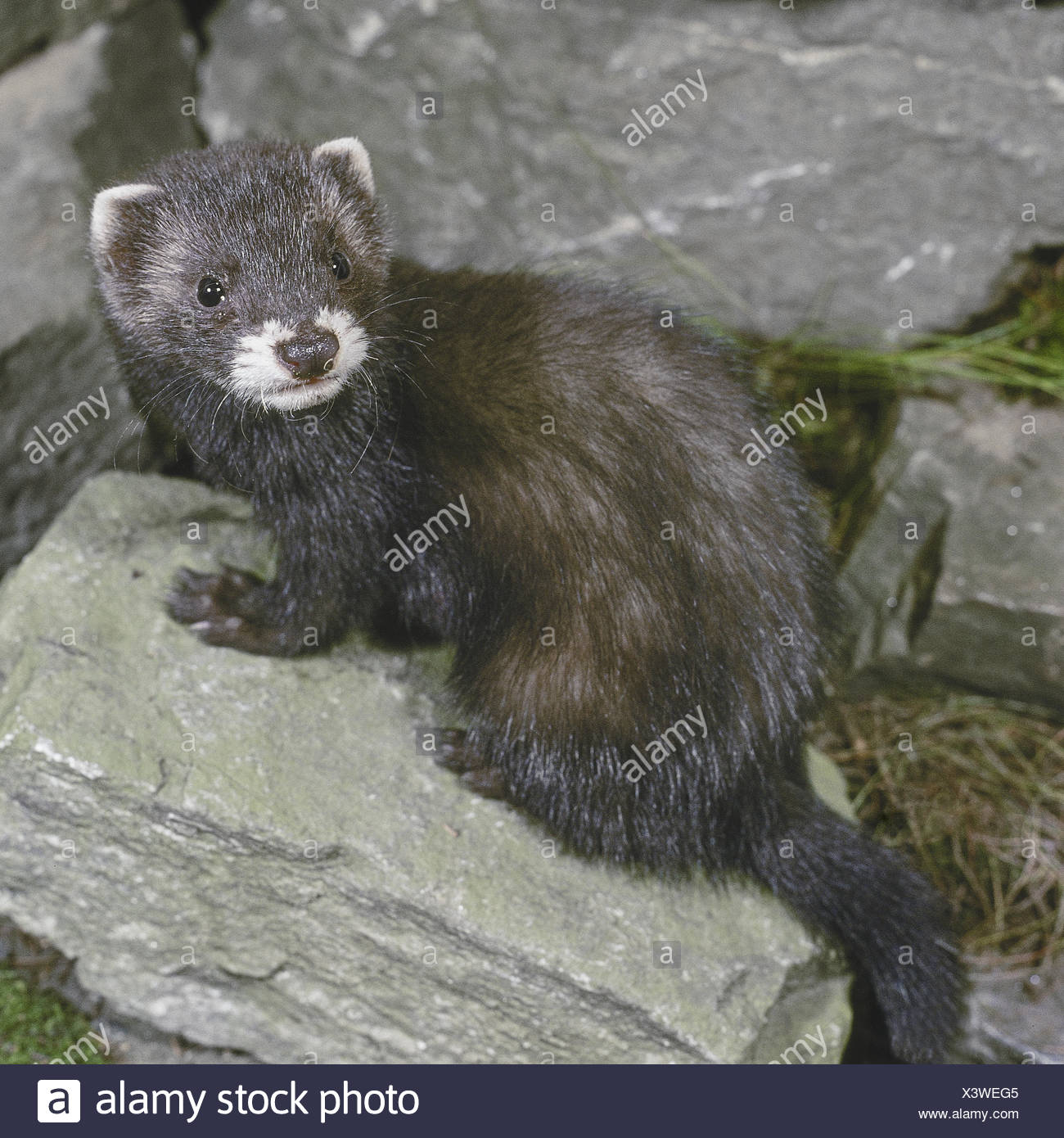 Iltis Stock Photos & Iltis Stock Images - Alamy