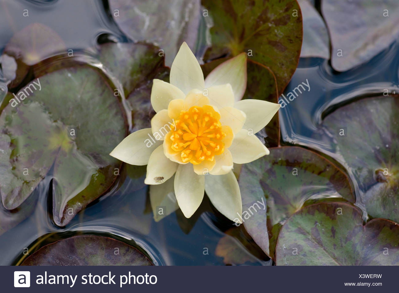 Pygmy Waterlily High Resolution Stock Photography and Images - Alamy