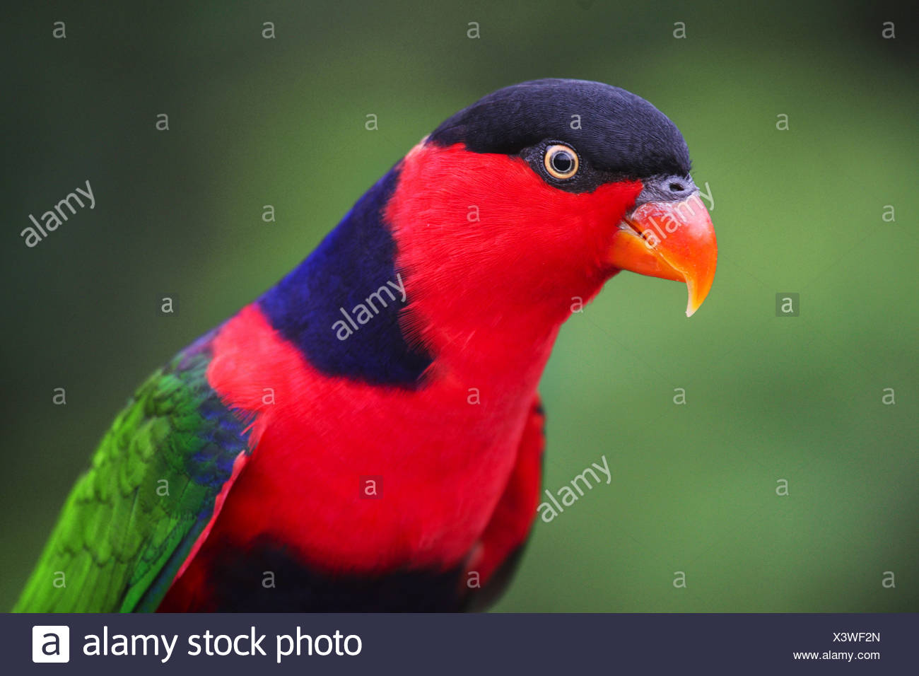 Lori High Resolution Stock Photography and Images - Alamy