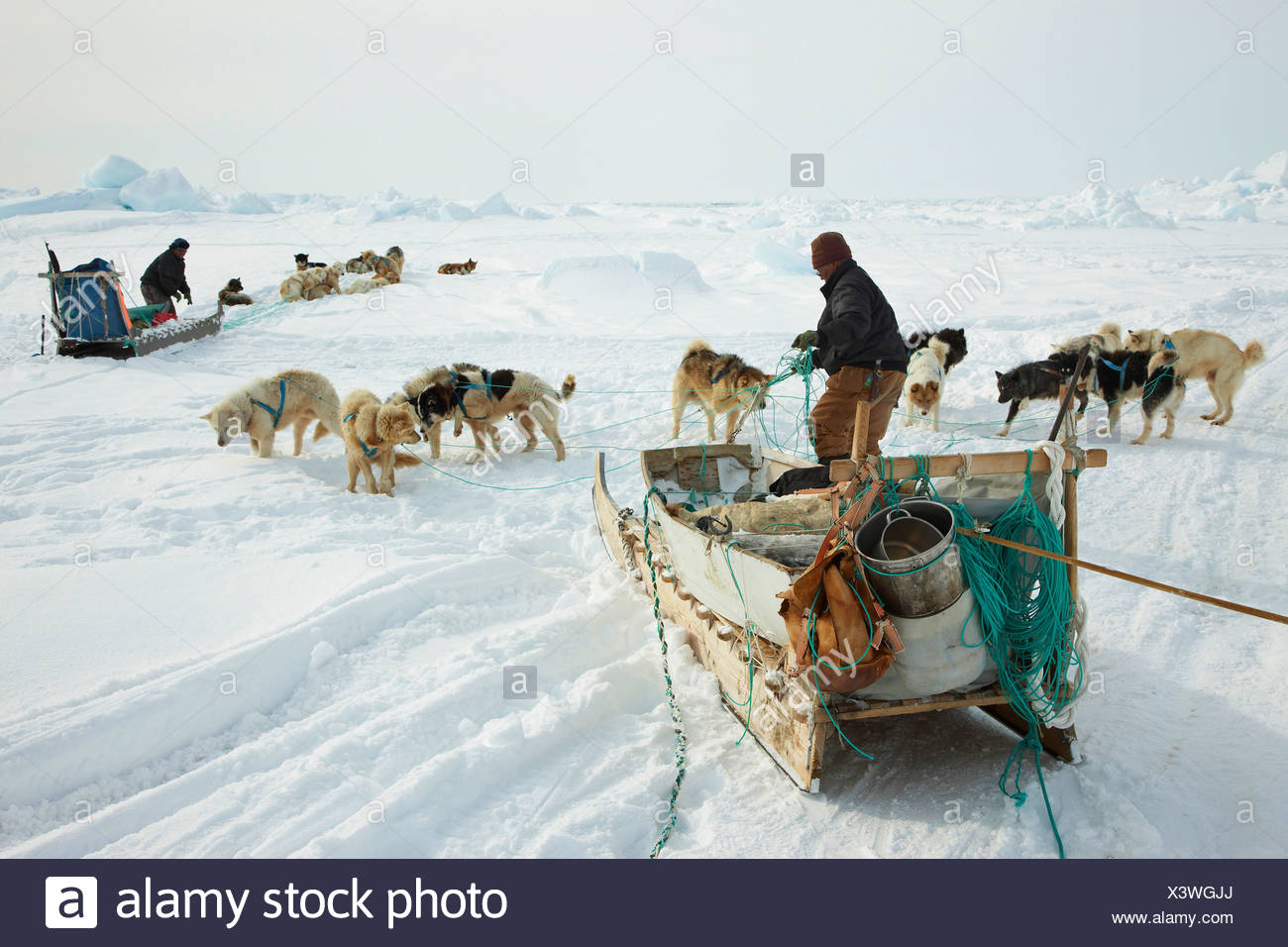 Inuit Hunter Dogs High Resolution Stock Photography and Images - Alamy