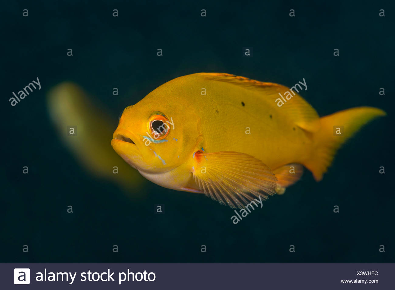 Pacific Creolefish Stock Photos & Pacific Creolefish Stock Images - Alamy