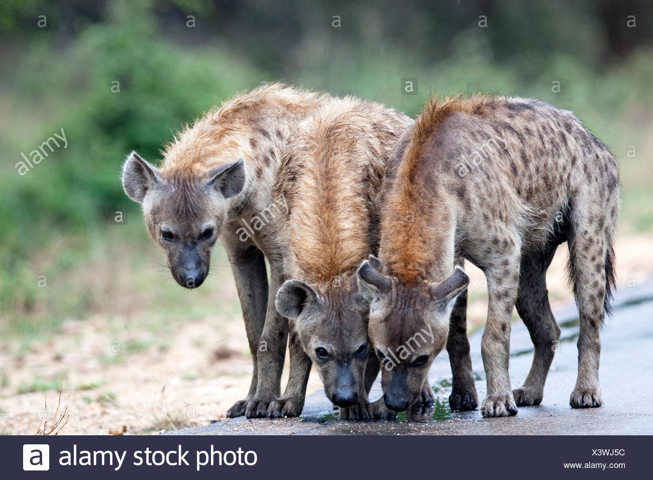 Hyenas Image High Resolution Stock Photography and Images - Alamy