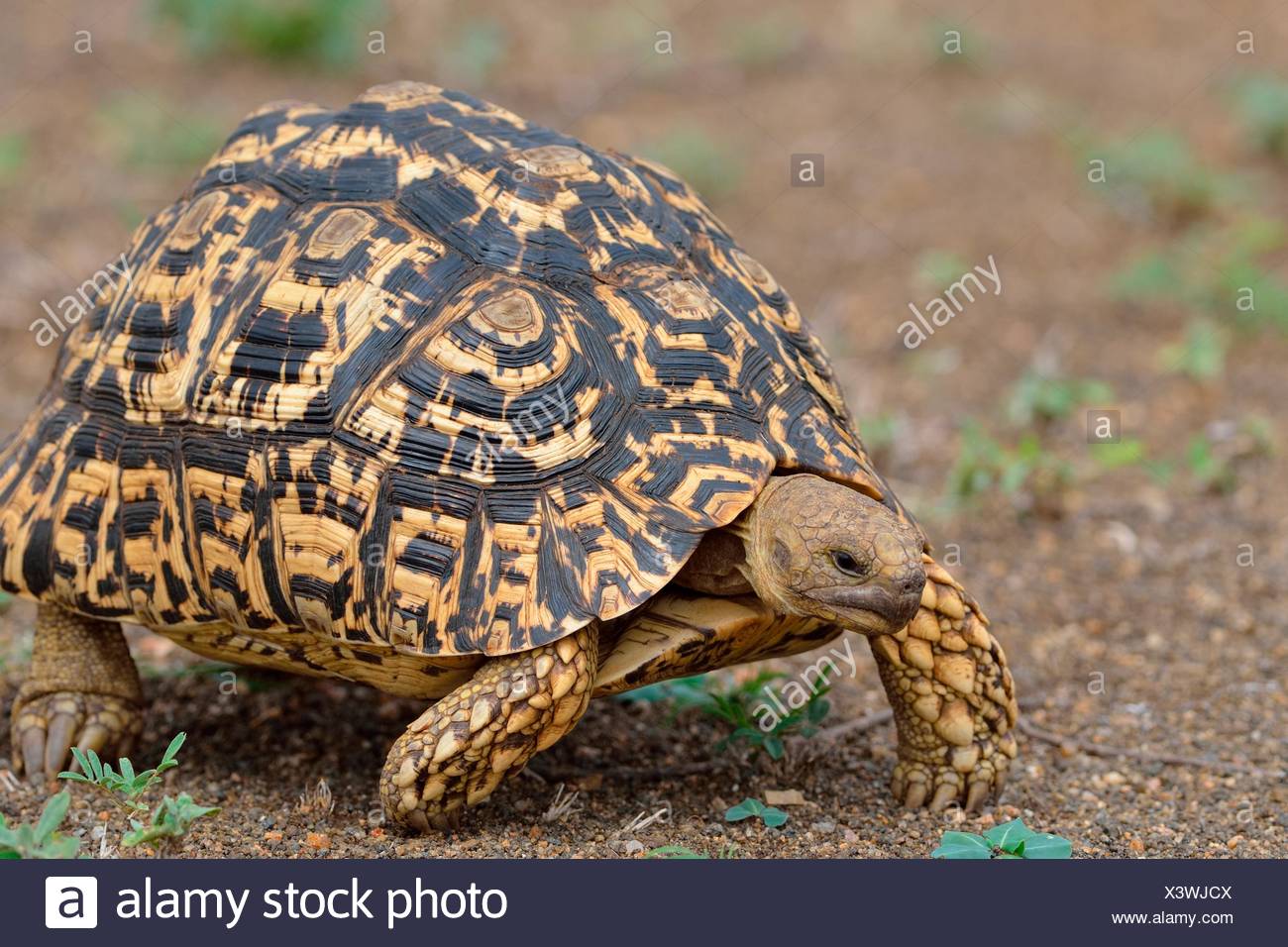 Wild Leopard Tortoise Stigmochelys Pardalis High Resolution Stock Photography and Images - Alamy