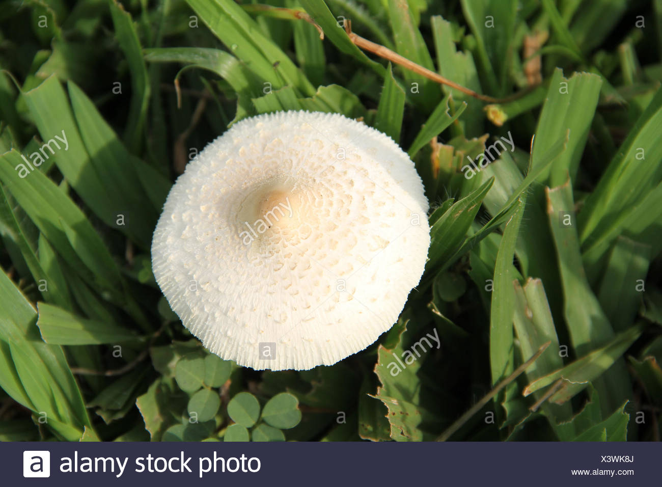 Basidiomycota And Ascomycota High Resolution Stock Photography and ...