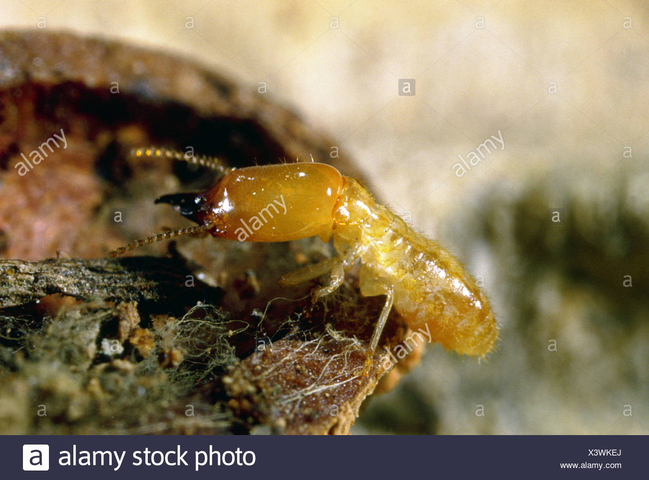 Soldier Termites High Resolution Stock Photography and Images - Alamy