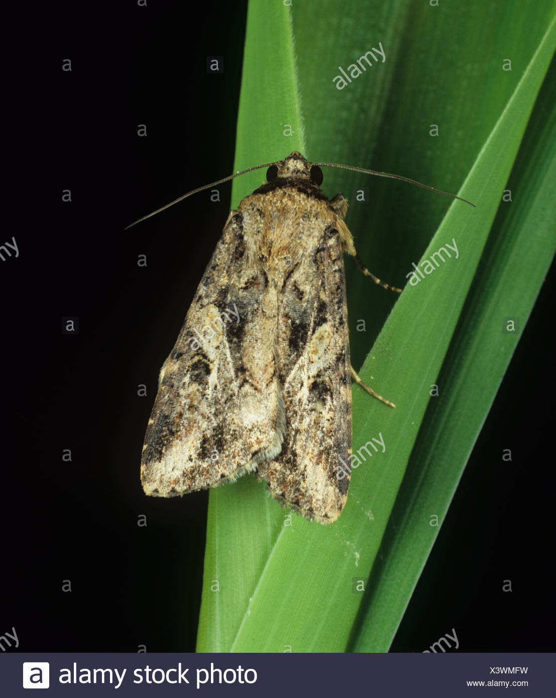 Armyworm Moth High Resolution Stock Photography and Images - Alamy