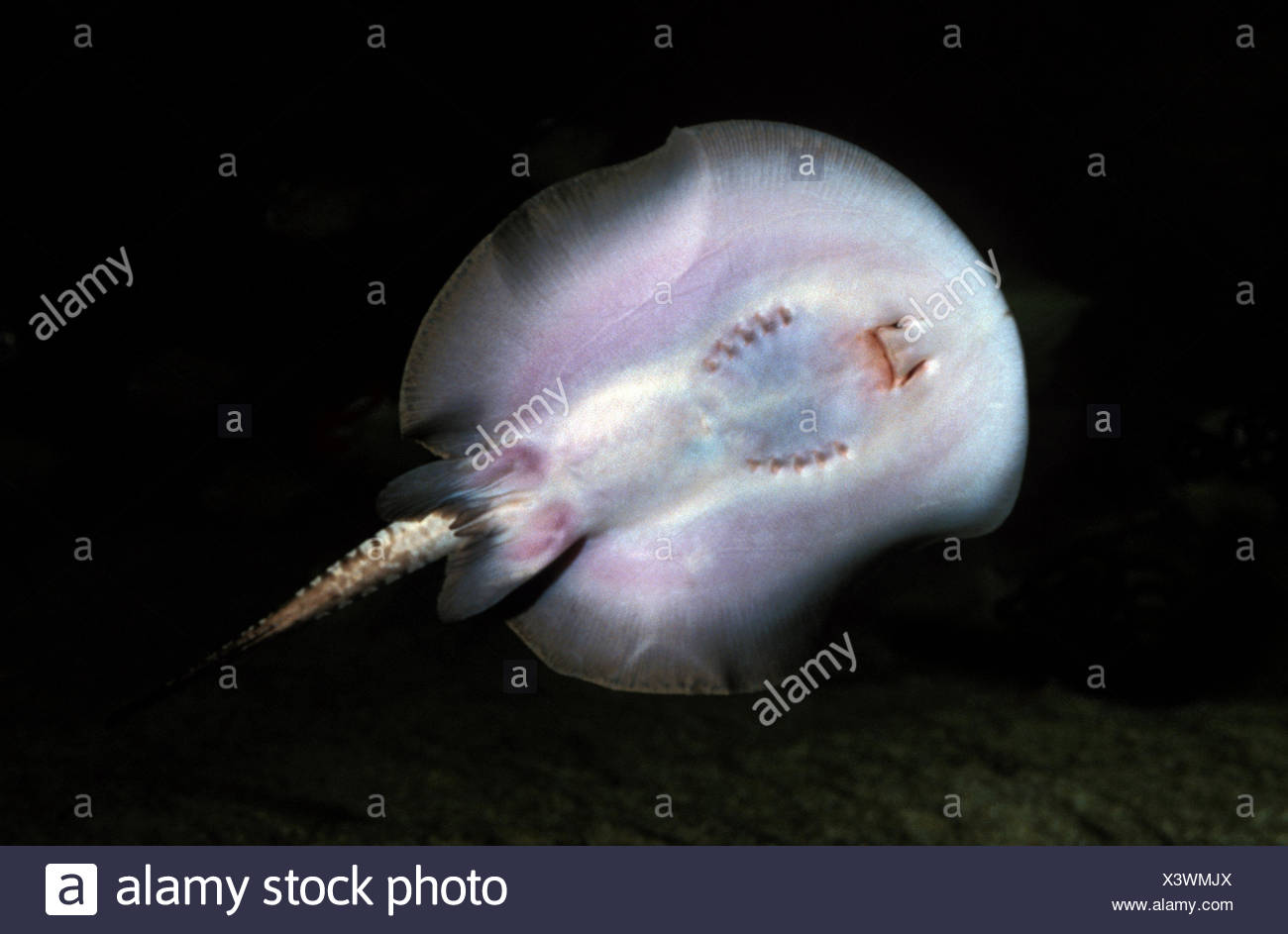 Motoro High Resolution Stock Photography and Images - Alamy