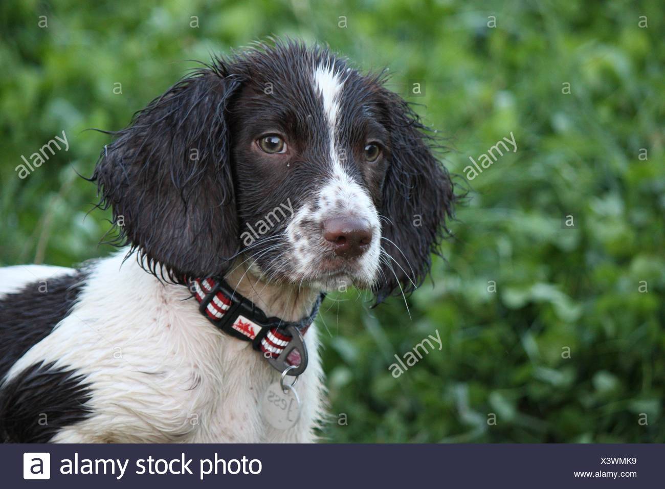 English Springer Spaniel Puppy High Resolution Stock Photography and ...