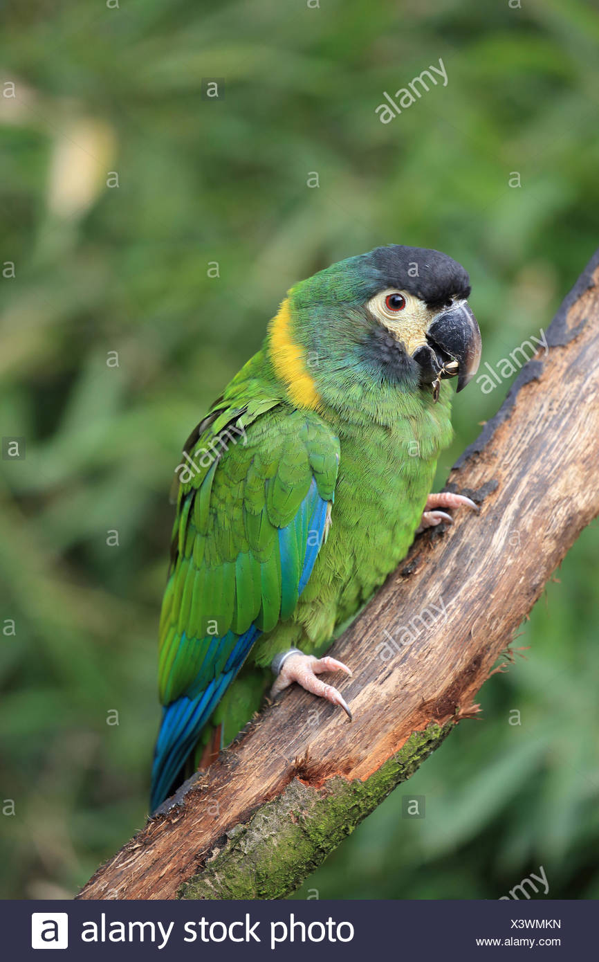 Golden Collared Macaw Or Yellow Collared Macaw High Resolution Stock ...