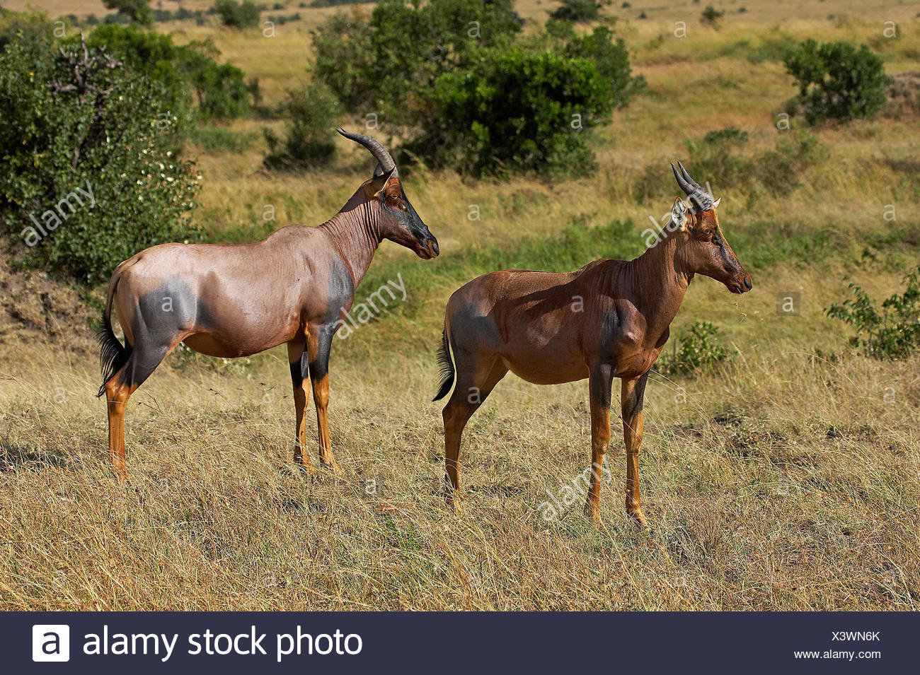 Korrigum Stock Photos & Korrigum Stock Images - Alamy