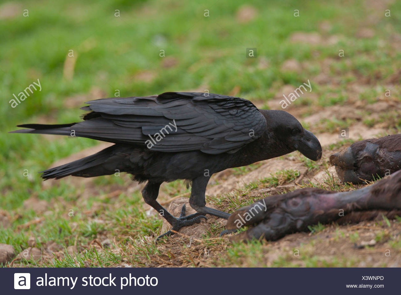 African Raven High Resolution Stock Photography and Images - Alamy
