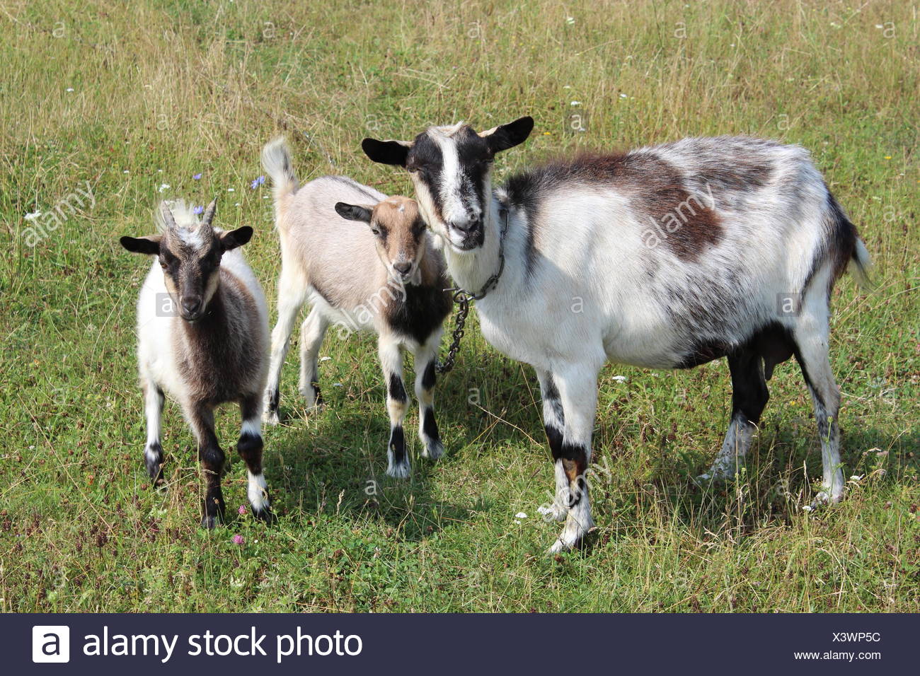 Young She Goat High Resolution Stock Photography and Images - Alamy