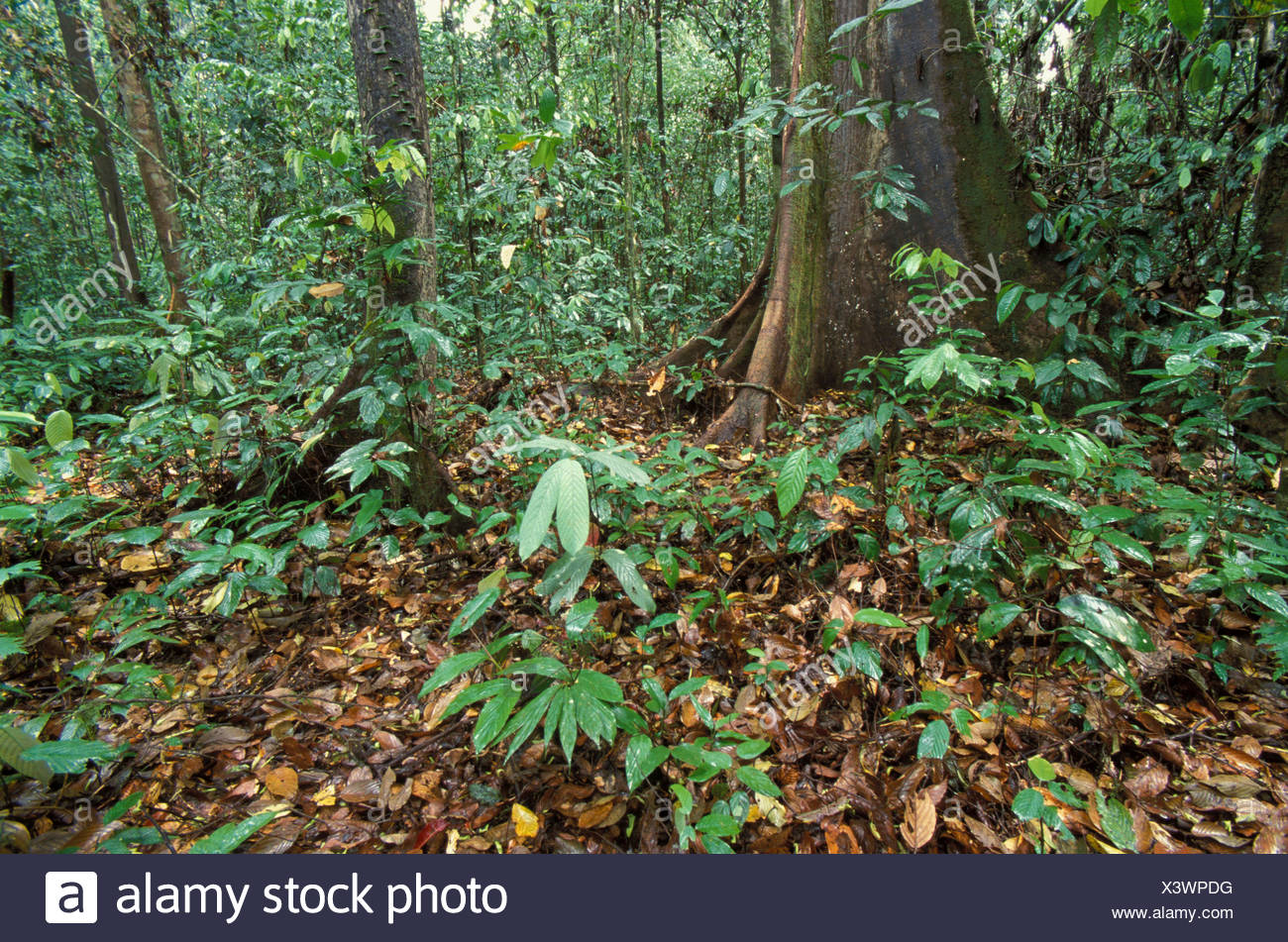 Rainforest Danum Valley Sabah High Resolution Stock Photography and ...