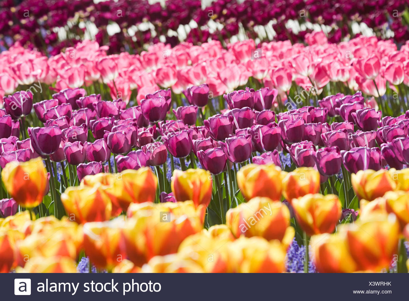 Species Tulips Stock Photos & Species Tulips Stock Images - Alamy