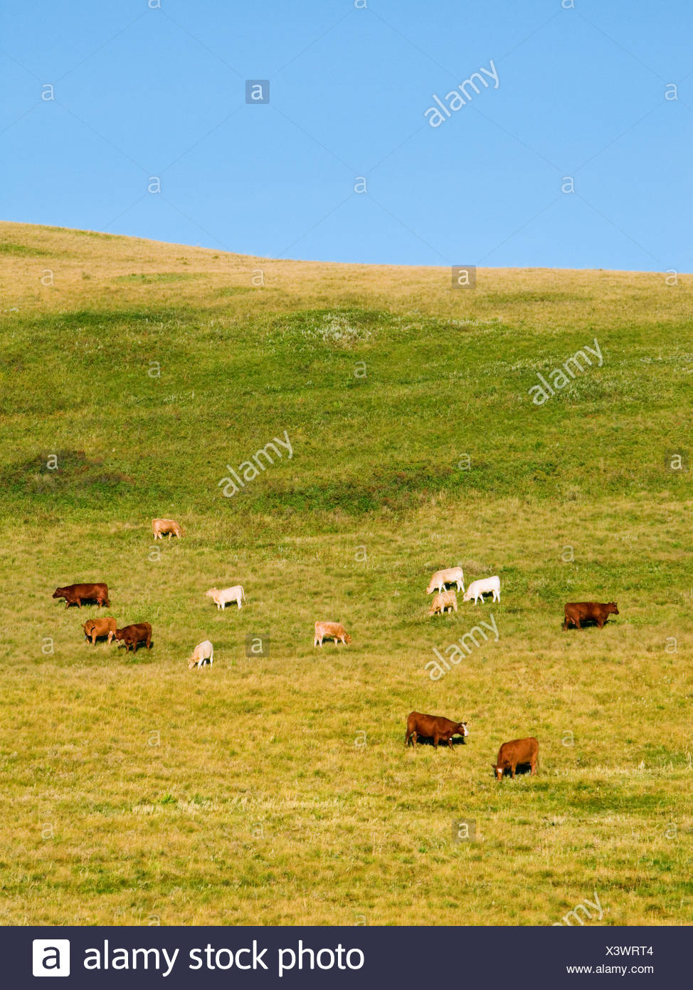 Breed Of Beef Cattle High Resolution Stock Photography and Images - Alamy