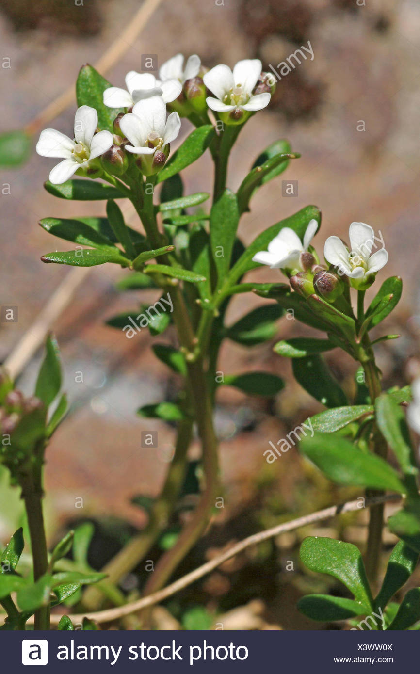 Cardamine Resedifolia High Resolution Stock Photography and Images - Alamy