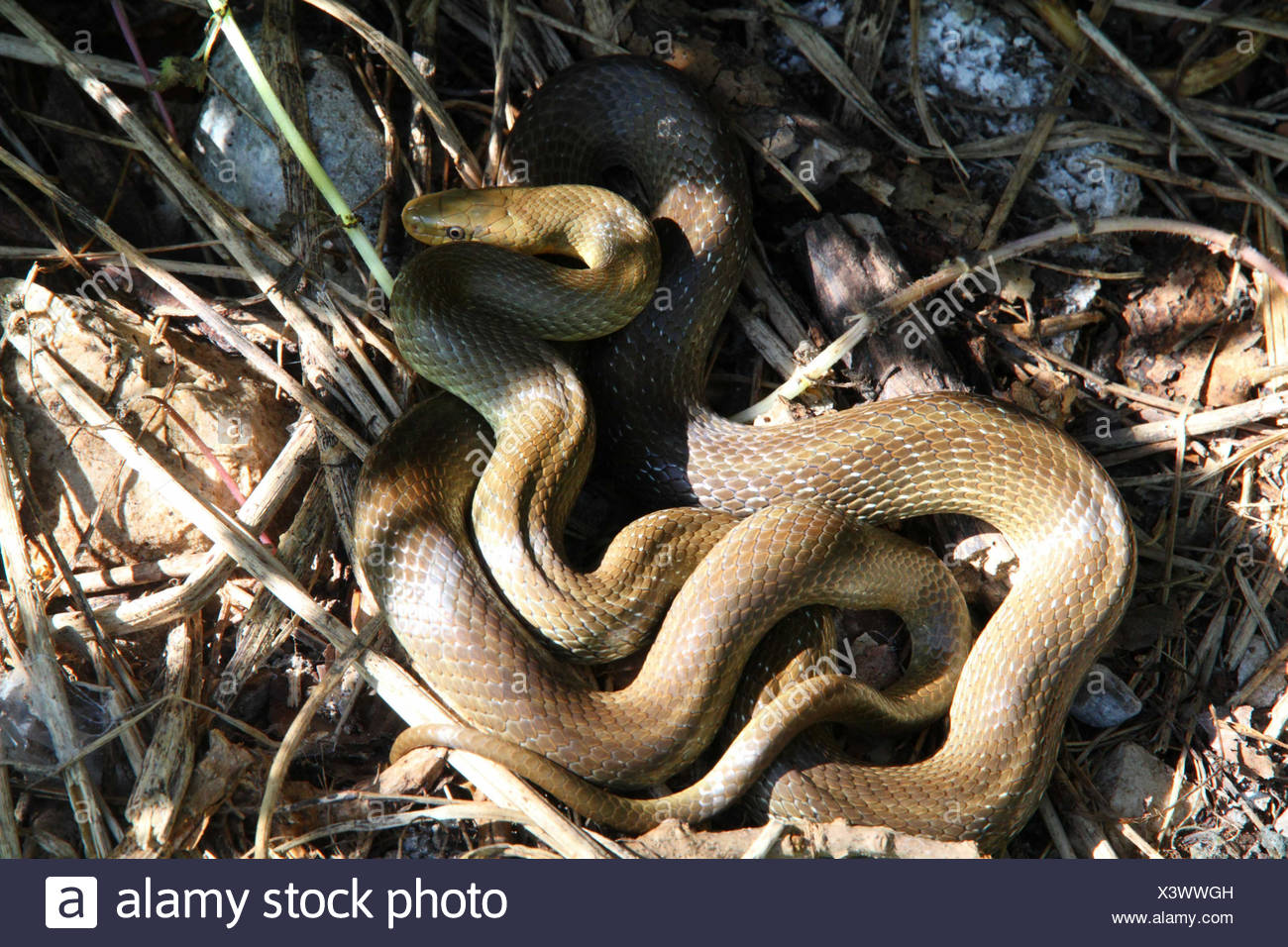 Aesculapius Stock Photos & Aesculapius Stock Images - Alamy