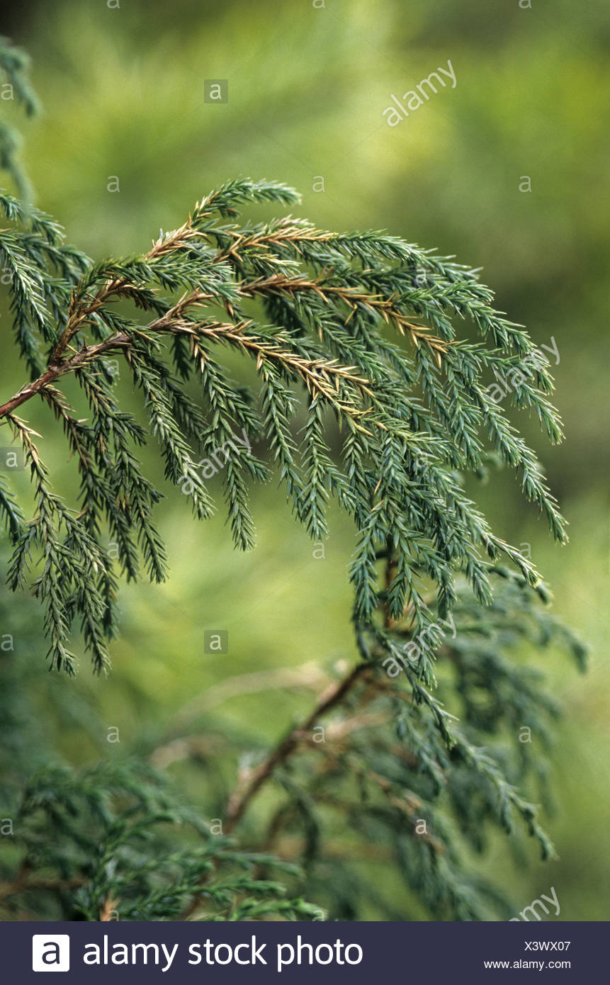 Drooping Juniper Stock Photos & Drooping Juniper Stock Images - Alamy