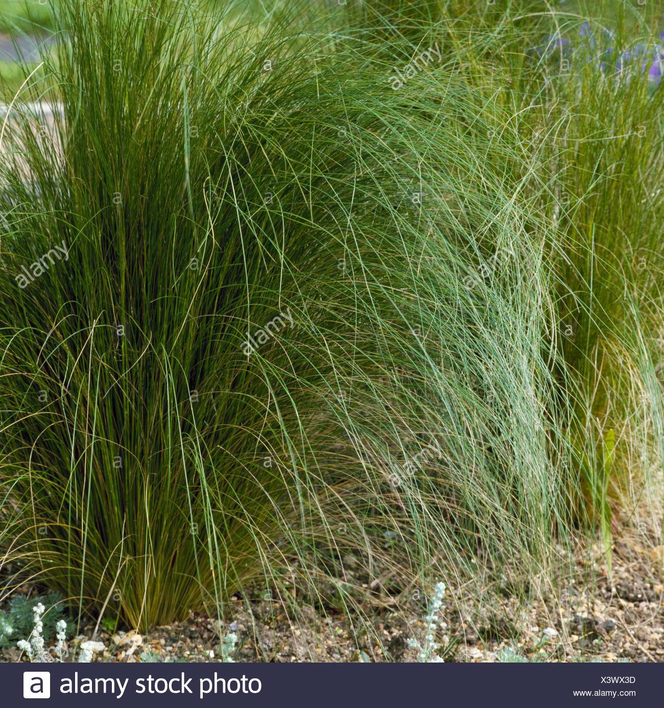 Stipa Tenacissima Stock Photos & Stipa Tenacissima Stock Images - Alamy