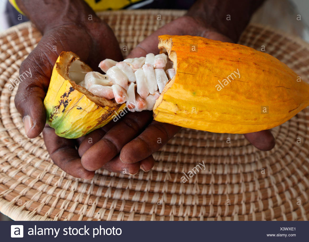 Cacao Ripe Pod High Resolution Stock Photography and Images - Alamy